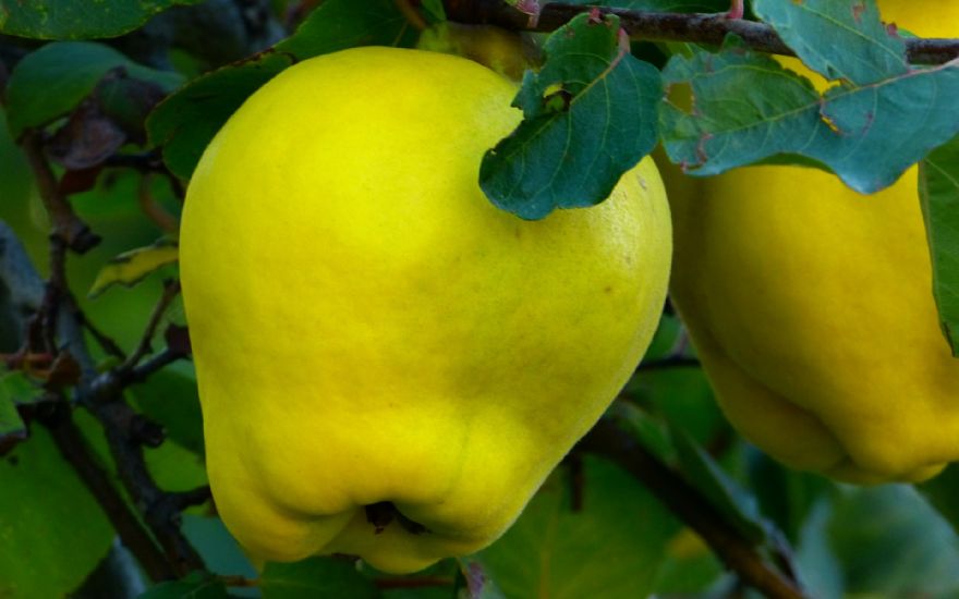 Ayva Yetiştiriciliği