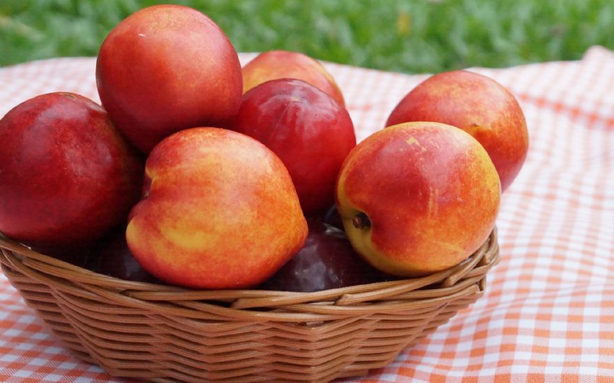 Nektarin Yetiştiricilik Bilgisi