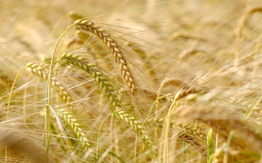 Buğday Yetiştiriciliği