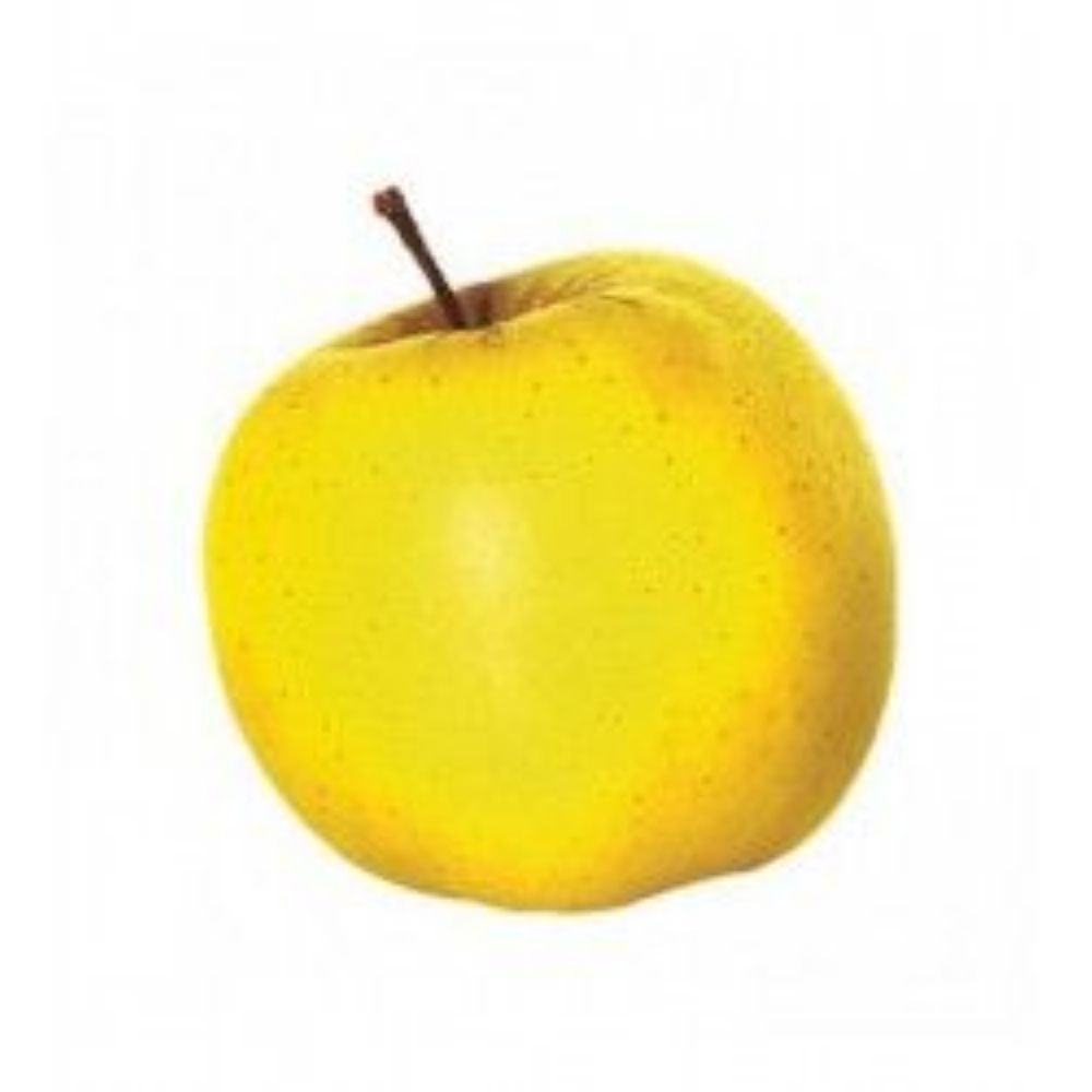 Sakarıdan Online Manav SARI ELMA (KG) - gidatarimziraat.com.tr